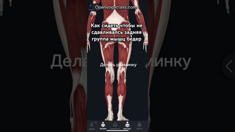 Как сидеть чтобы не сдавливать заднюю группу мышц бедер