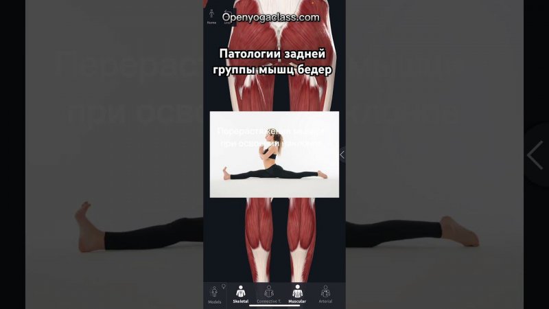 Патологии задней группы мышц бедер