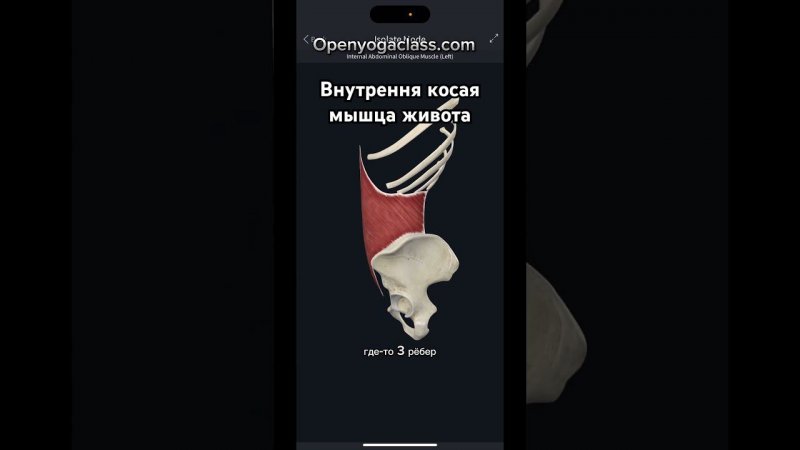 Внутрення косая мышца живота