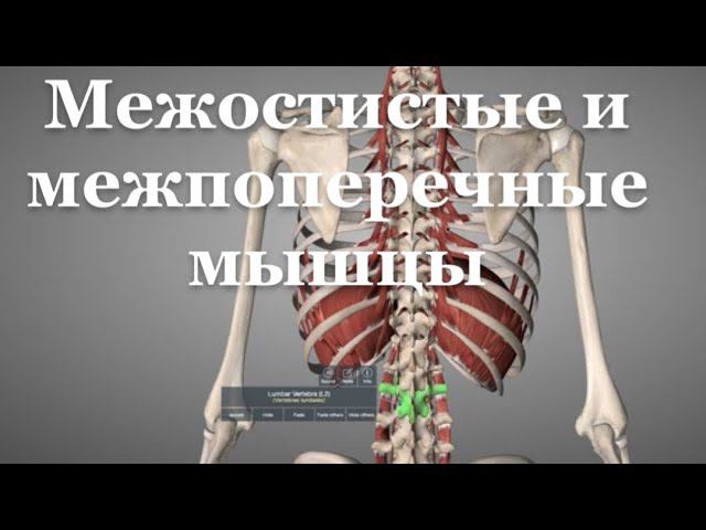 Глубокие мышцы спины. Межостистые (mm. interspinales) и межпоперечные  (mm. intertransversarii)