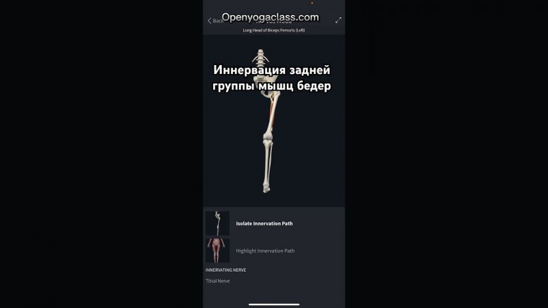 Иннервация задней группы мышц бедер