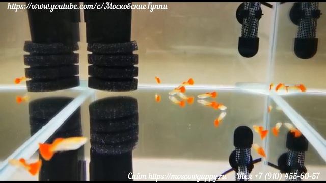 Таинственные альбиносы.  Часть 6.  Перевод в большие аквариумы.