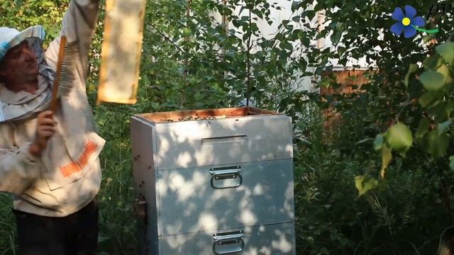 Лето 2022. Второй отбор мёда у пчелиной семьи.