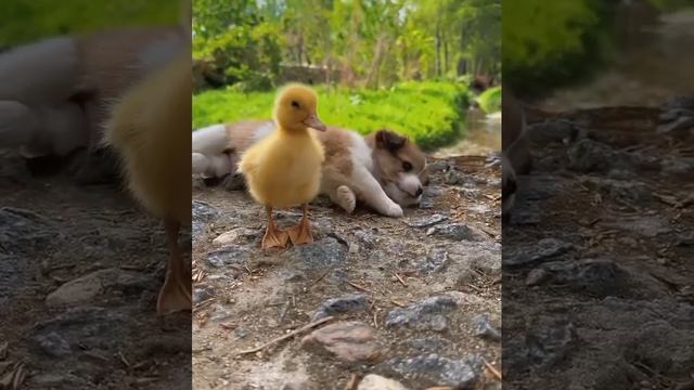 щенок и утенок