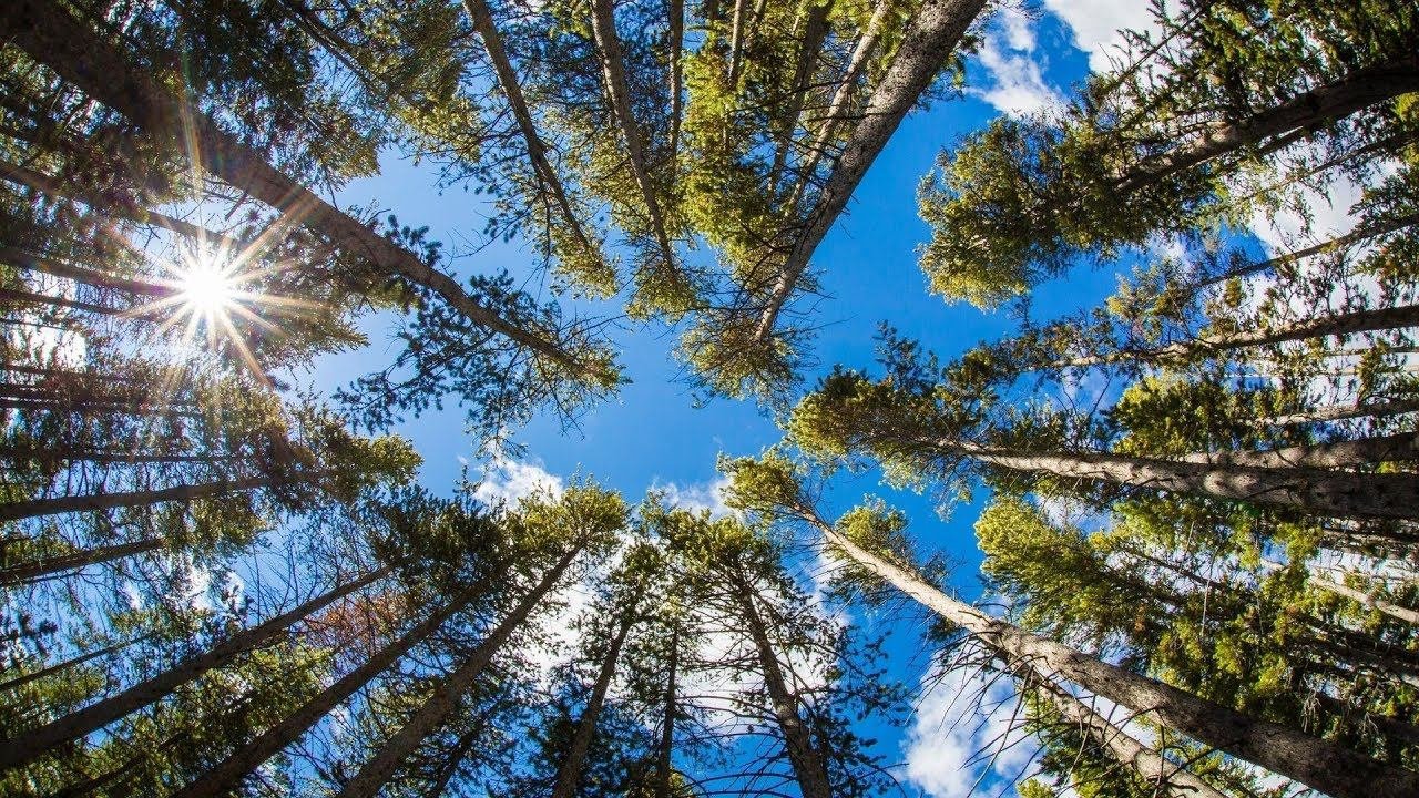 Весенняя прогулка по лесу от первого лица. Лес, пение птиц и расслабляющая музыка.