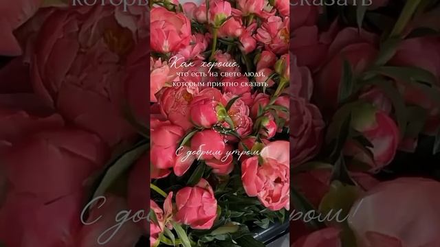 Пионы доброе утро