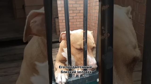 Стаффорд Джек