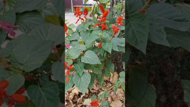 Цветы сентября на Кубани