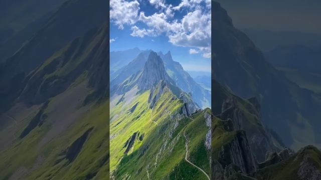 Голубые цветы