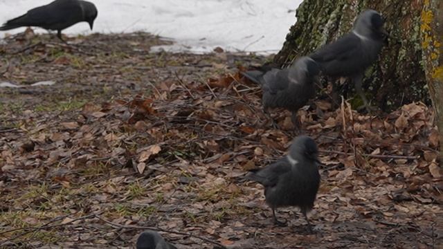 Деловые галки.