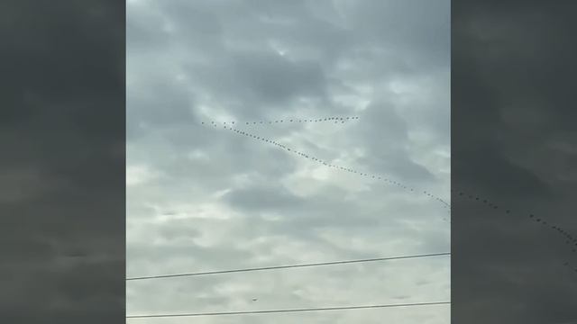 утки летят клином