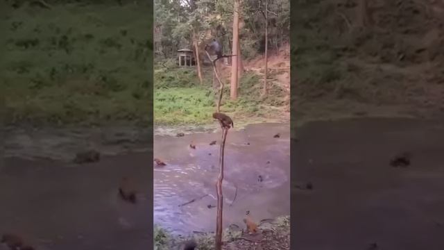 Обезьянки развлекаются