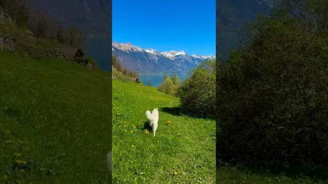 Швейцария, город Изельтвальд, отель Chalet Du Lac