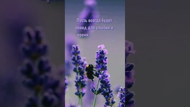 Пчела на лаванде