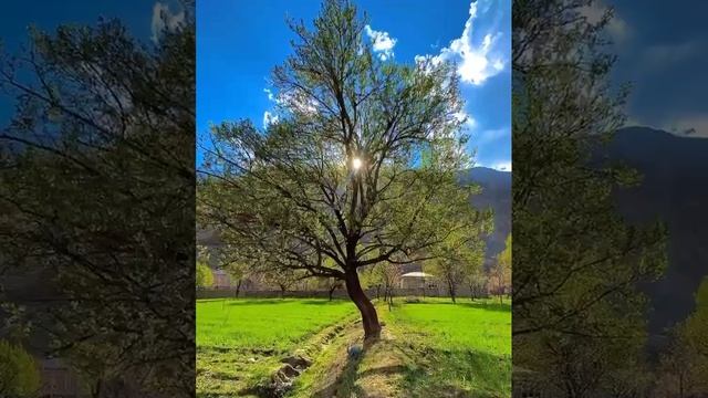 Дерево в долине