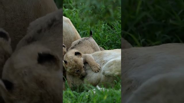 Lion cubs suckling on their mother for milk | Cutest Lion cubs 🦁🦁💯 | Simba The Lion king 👑
