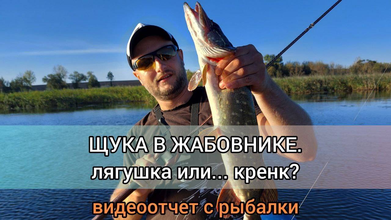 Щука в жабовнике. Лягушка или... кренк?