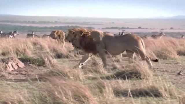 Король лев(1,2)/Моя версия/Поверь в свою мечту)