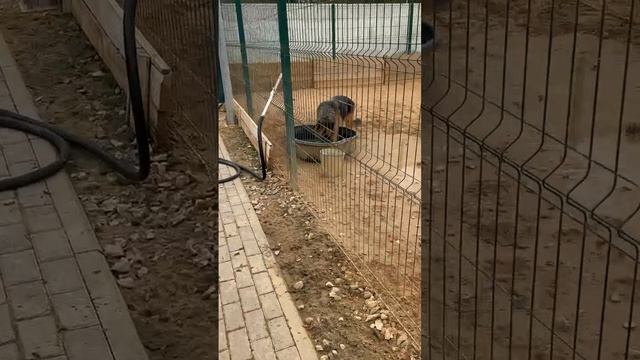 Немецкий овчар Барон