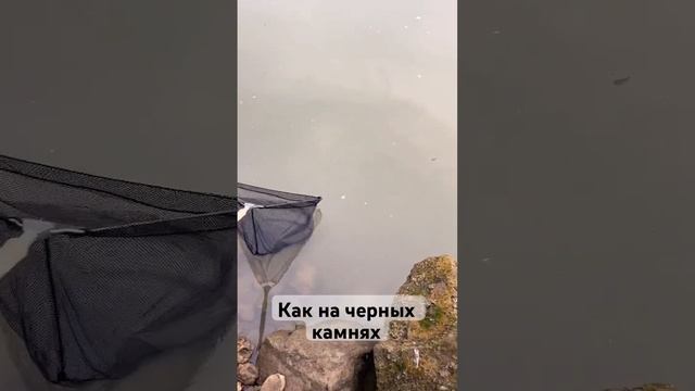 Решили половить сомика с папой