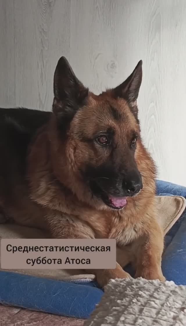 Один день из жизни моей собаки