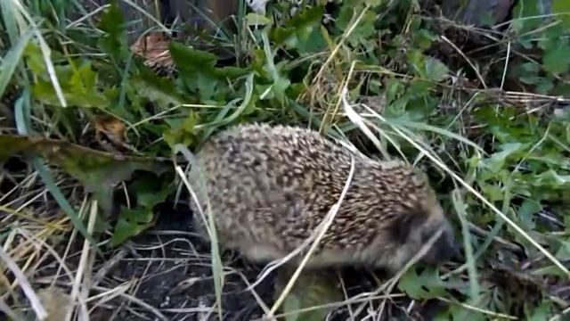 Ёжик (hedgehog)