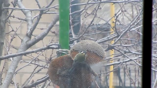 Синицы STALKER_Tipany