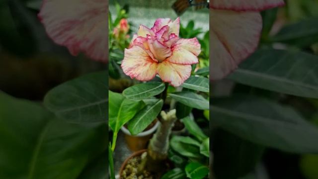 Адениумы на стеллаже 30.09.24 #еленагридина #flowers #maths  #математика #репетитордляшкольника