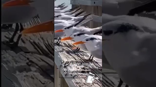 Понедельник