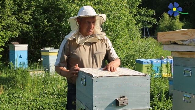 Как хорошая пчелиная матка может угробить семью пчел