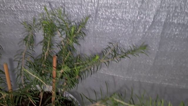 Альтернифолия новый 2