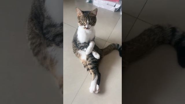 котик
