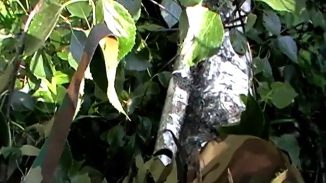 Снайпер из укрытия