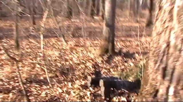 Лесной Велоснайпинг - трейлер