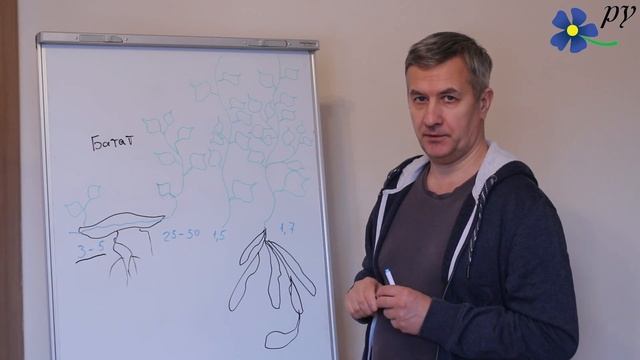 Батат. Ошибки при выращивании в Московском регионе