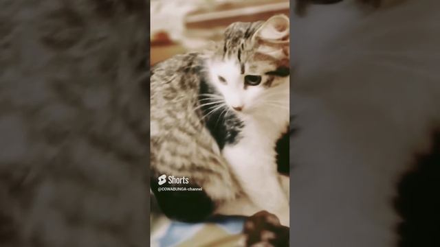 Cat Barsik Internet Star