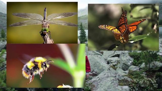 Abaza Media|Интересное о туризме №10 (Правила поведения в лесу)