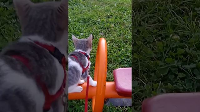 #котик #юмор Я гуляю с доберманом...