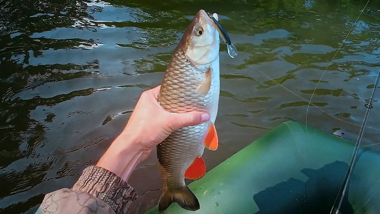 Голавль на Zipbaits Khamsin 50. Сплав по реке Ворона