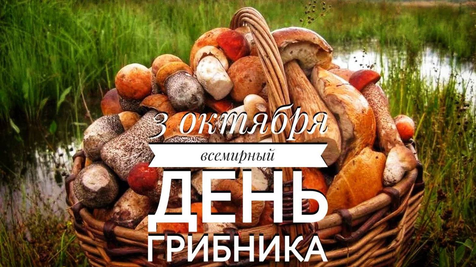 Поход в лес за белыми грибами. Подосиновики, подберезовики, рыжики. Тихая охота грибников 2024
