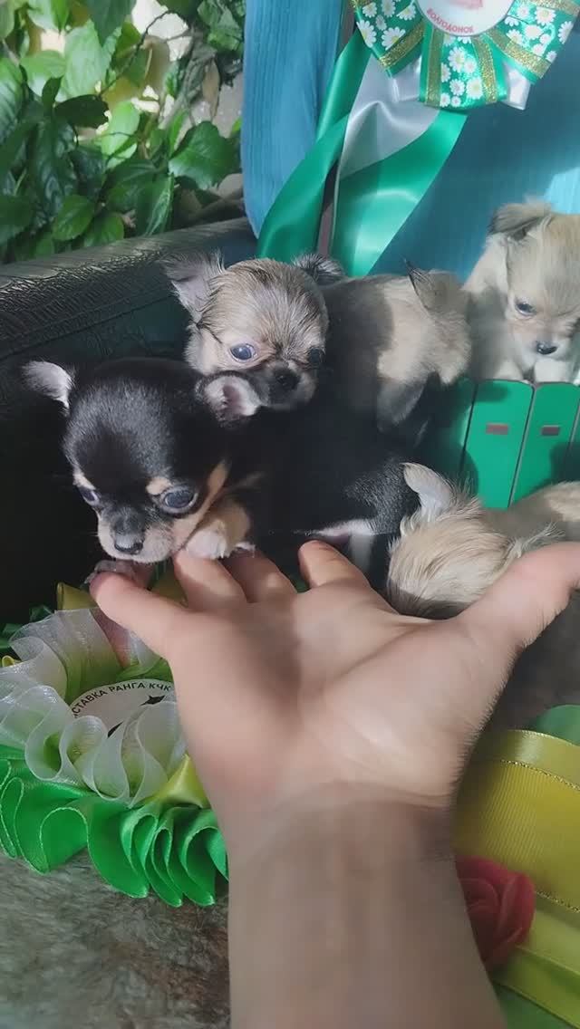 Малыши чихуахуа, 5 недель.