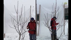 Обрезка груши с комментариями от Агронома питомника