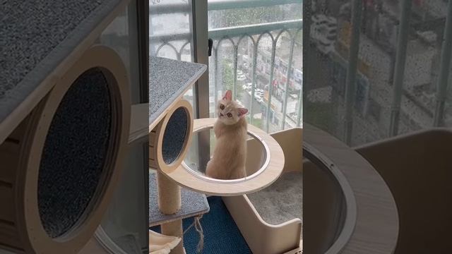 Котик смотрит в окно