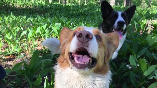 Человек собаке друг