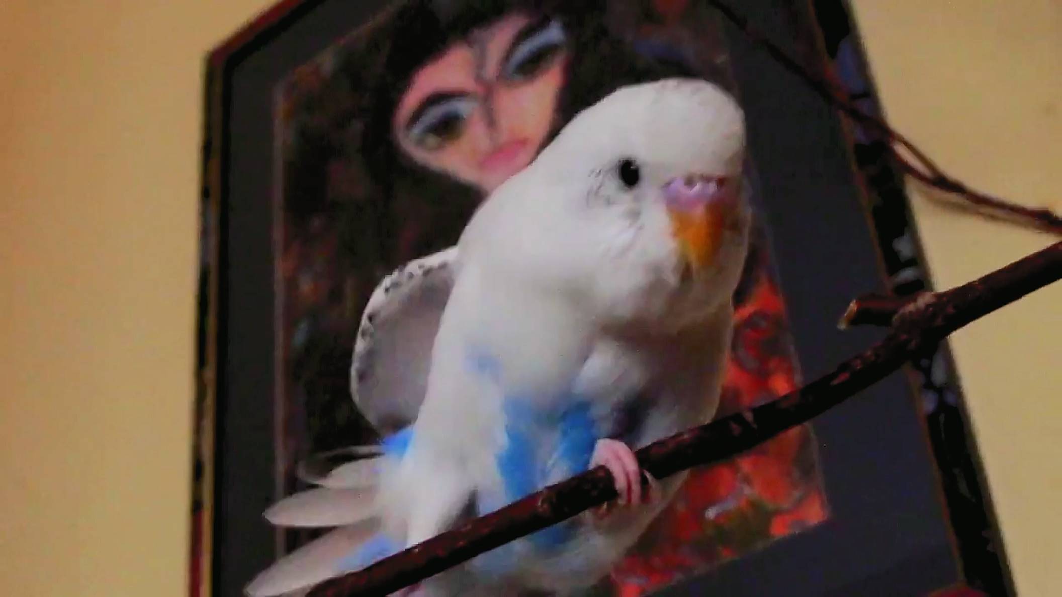 Голос волнистого попугая Морозко