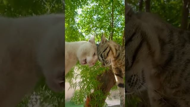 Разборки котов в лесу