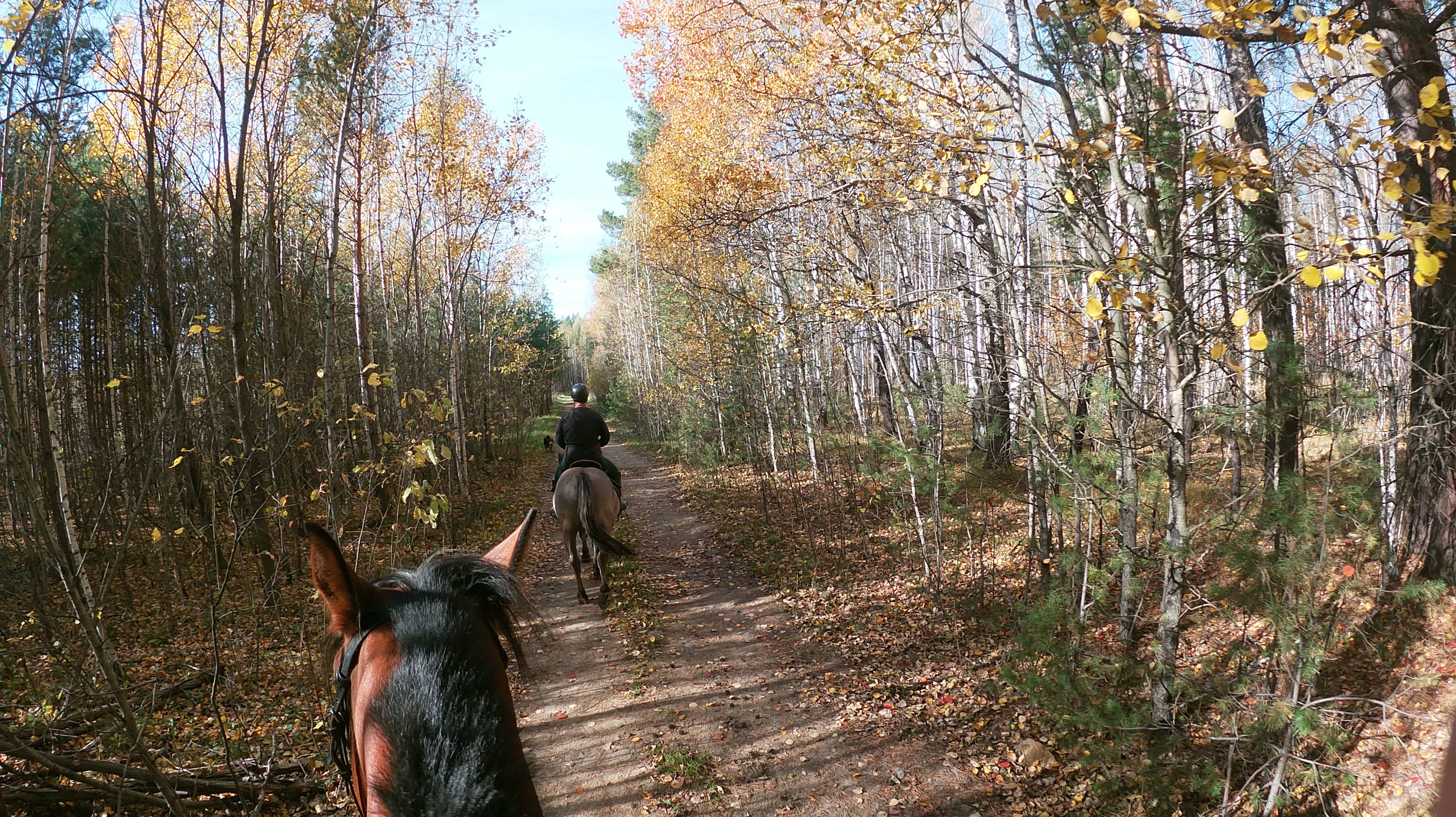 Верховая прогулка по лесу и полю