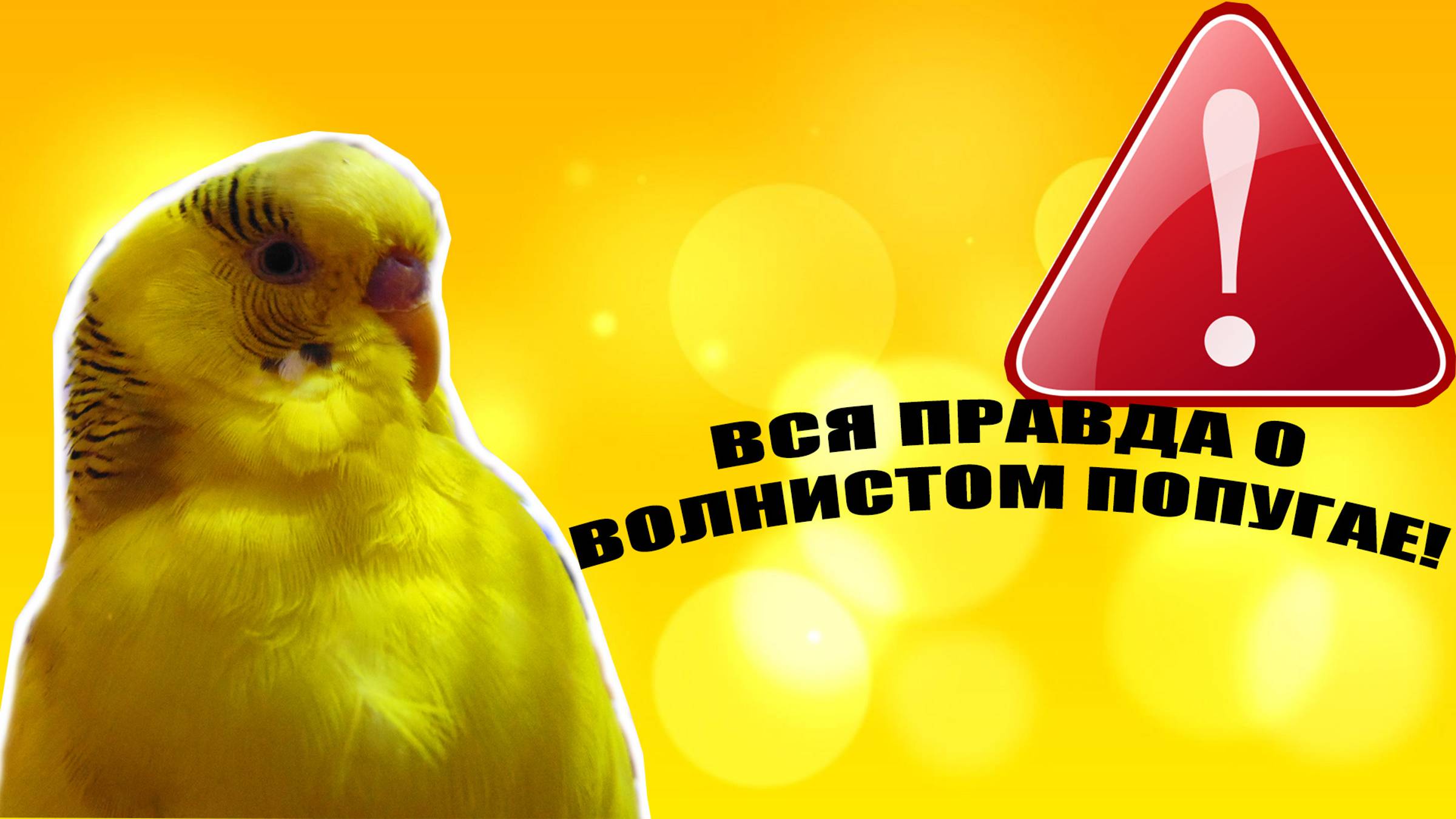 ВСЯ ПРАВДА О ВОЛНИСТОМ ПОПУГАЕ! ПРЕДУПРЕЖДАЮ СНАЧАЛА ПОСМОТРИТЕ ЭТО ВИДЕО, ПЕРЕД ПОКУПКОЙ ПОПУГАЯ!