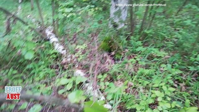 Сезон грибов. Показываем как выглядят ядовитые и несъедобные грибы и в какой местности растут.