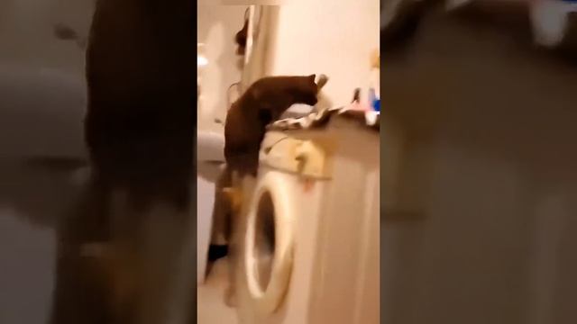 Кипишь в комнате с котами